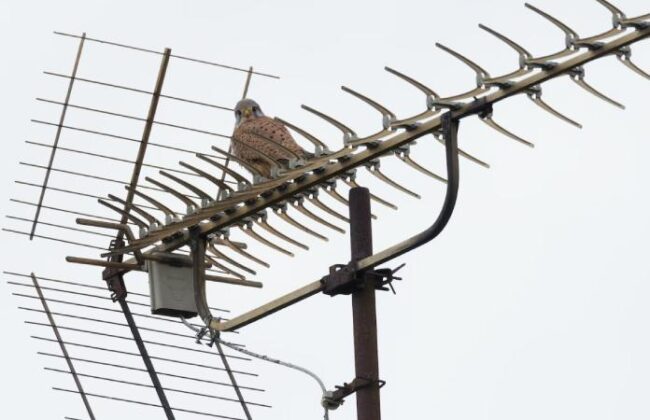 Different Kinds of Machine Antennas and What They Do